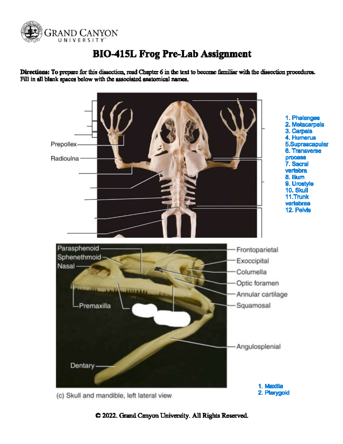 FROG Dissection - Frog prelab - BIO-415 L - Studocu