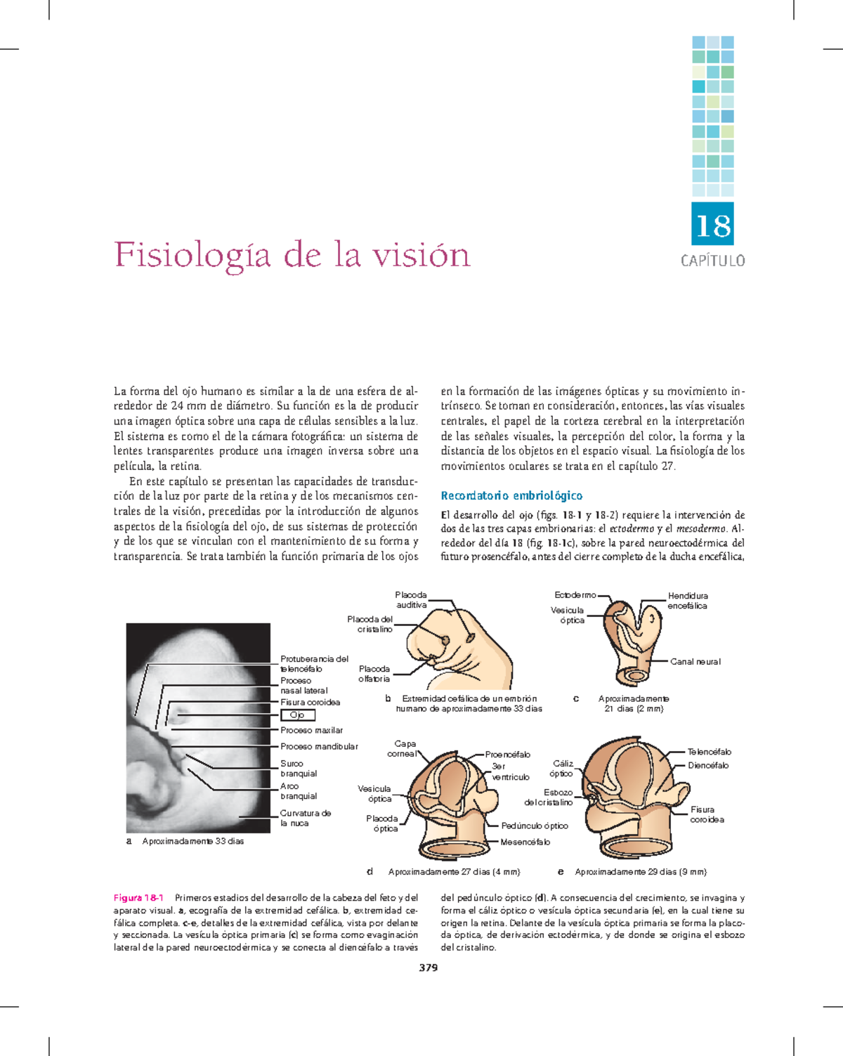 Fisiología de la Visión - CAPÍTULO 379 La forma del ojo humano es ...
