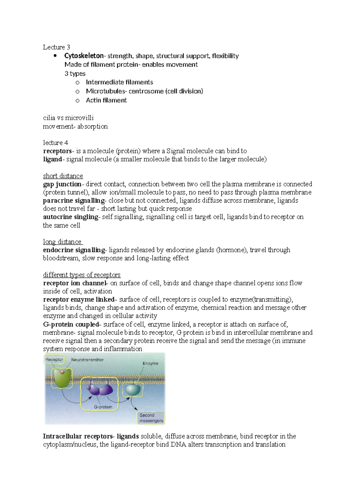 Anatonmy notes - lecture 3 &4 - Lecture 3 Cytoskeleton- strength, shape ...