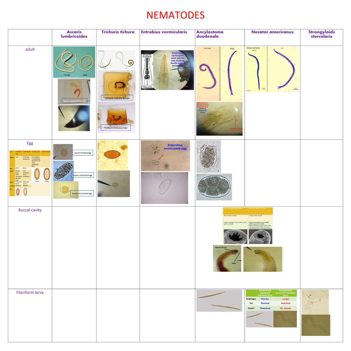 Nematode, cystode, trematode - NEMATODES Ascaris lumbricoides Trichuris ...
