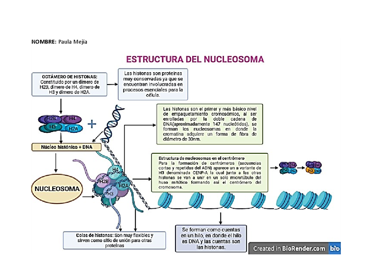 Trabajo especial II - Estructura nucleosoma - Biologia molecular ...
