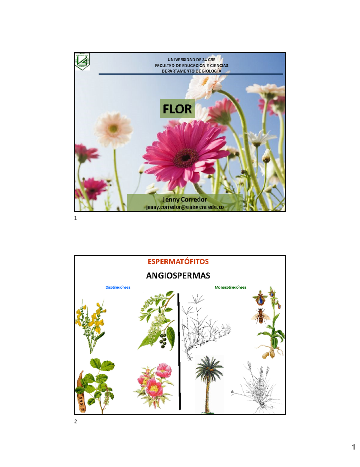 Flor - flor botanica - UNIVERSIDAD DE SUCRE FACULTAD DE EDUCACIÓN Y ...