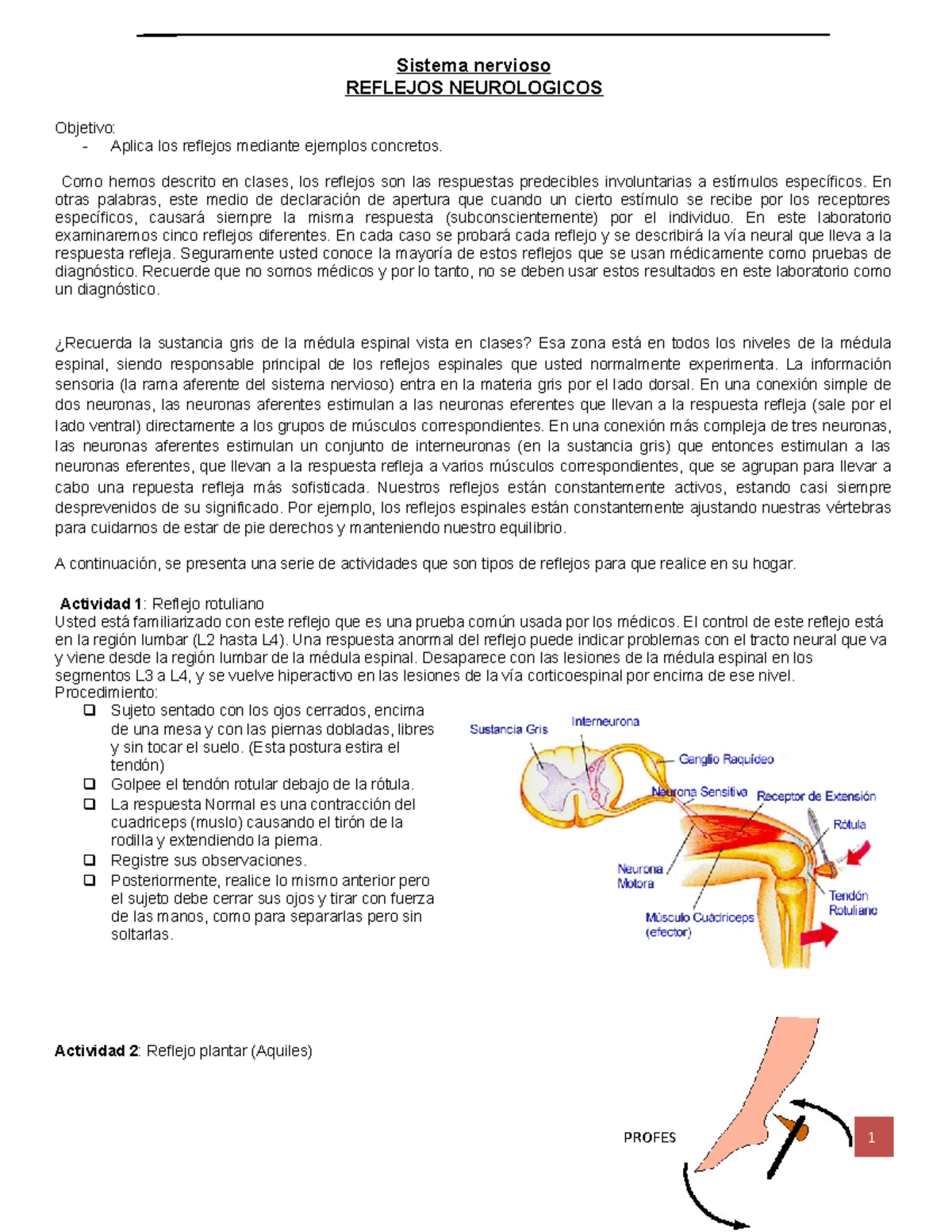 GUIA reflejos neurologicos - Sistema nervioso REFLEJOS NEUROLOGICOS Objetivo: - Aplica los ...