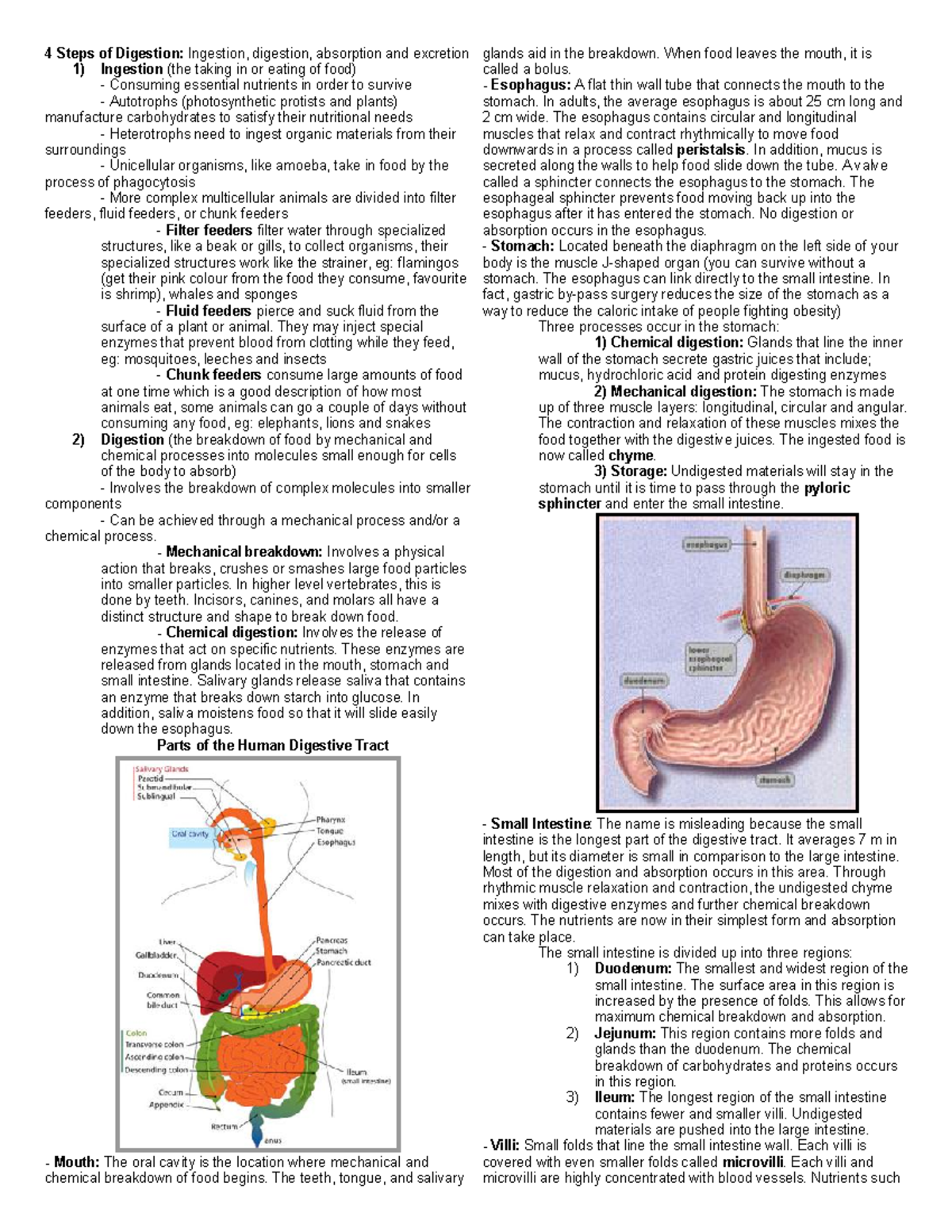 Digestive System Condensed Review - 4 Steps of Digestion: Ingestion ...