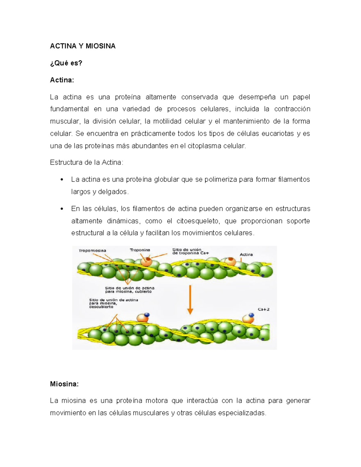 Actina Y Miosina - ACTINA Y MIOSINA ¿Qué es? Actina: La actina es una ...