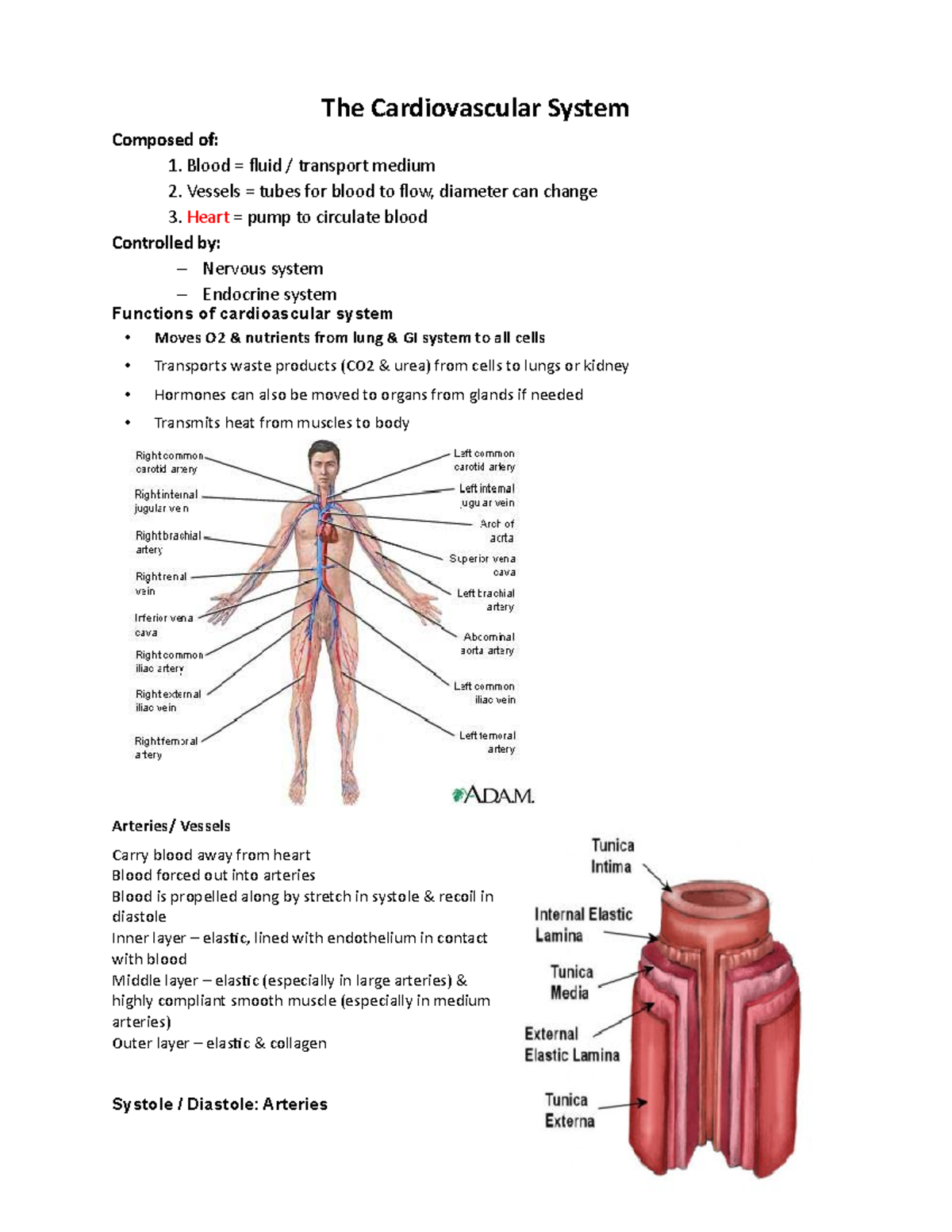 The Cardiovascular System - Blood fluid transport medium 2. Vessels ...