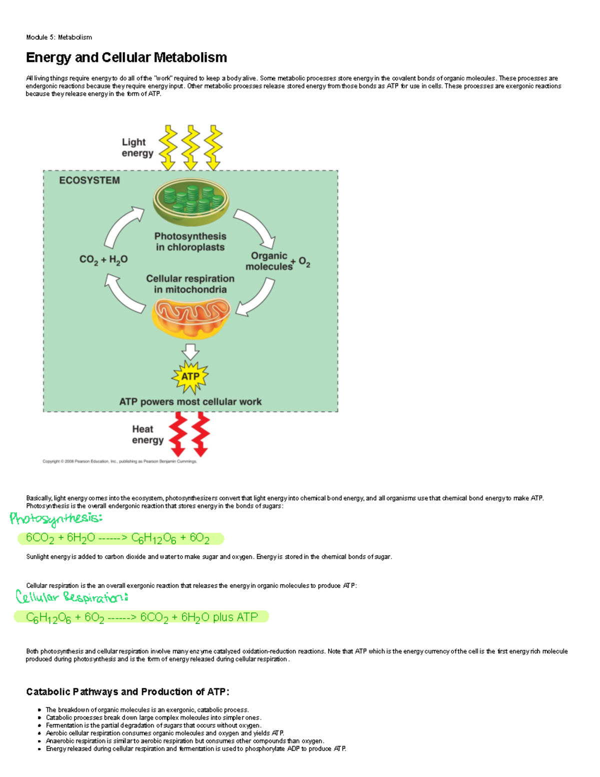 Module 5 Metabolism - Module 5: Metabolism ####### Energy and Cellular ...