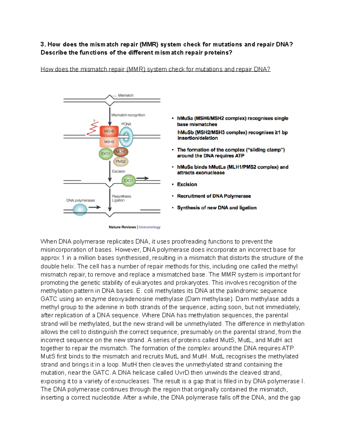 Cancer - Case Study 1 - How does the mismatch repair (MMR) system check ...