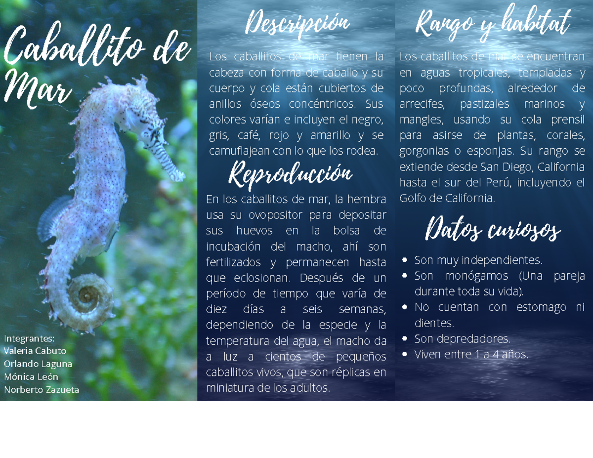 Caballito de mar - Sus colores varían e incluyen el negro, gris, café ...