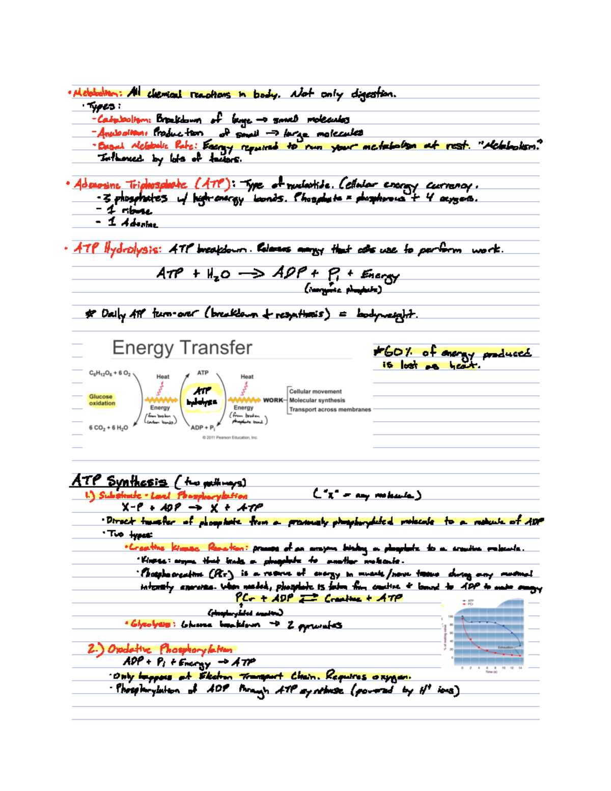 2 - Metabolism Notes - Metabolism ####### All chemical reactions in ...