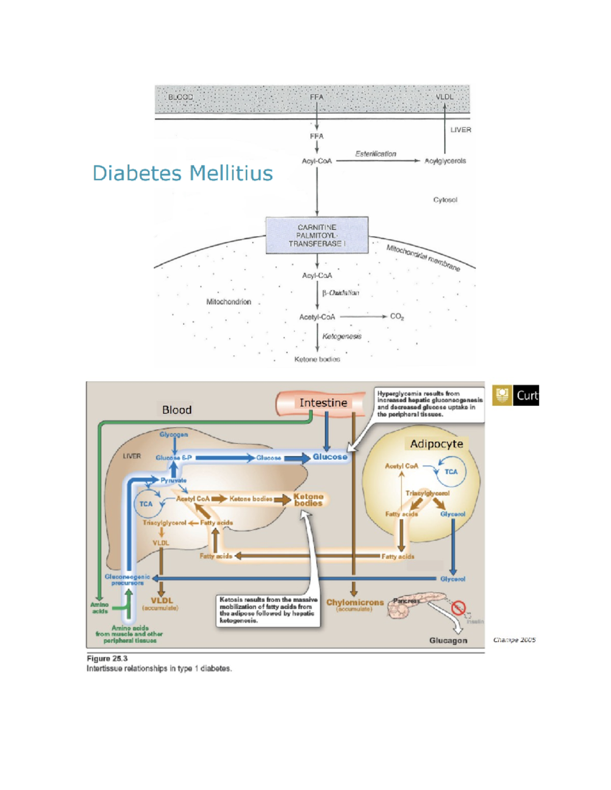 Biohem T - snips of lectures - 311044 - Studocu