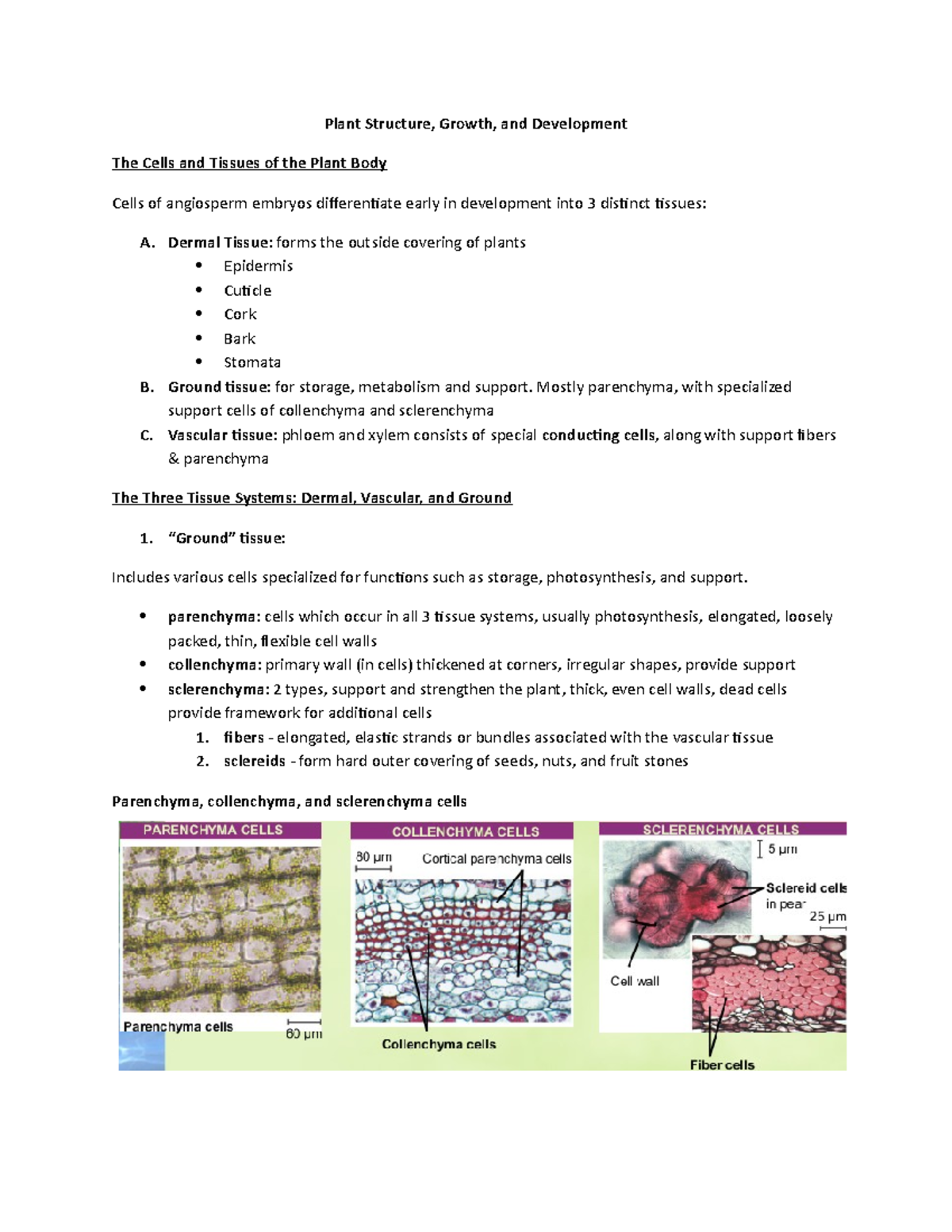 Plant Structure Notes - Plant Structure, Growth, and Development The ...