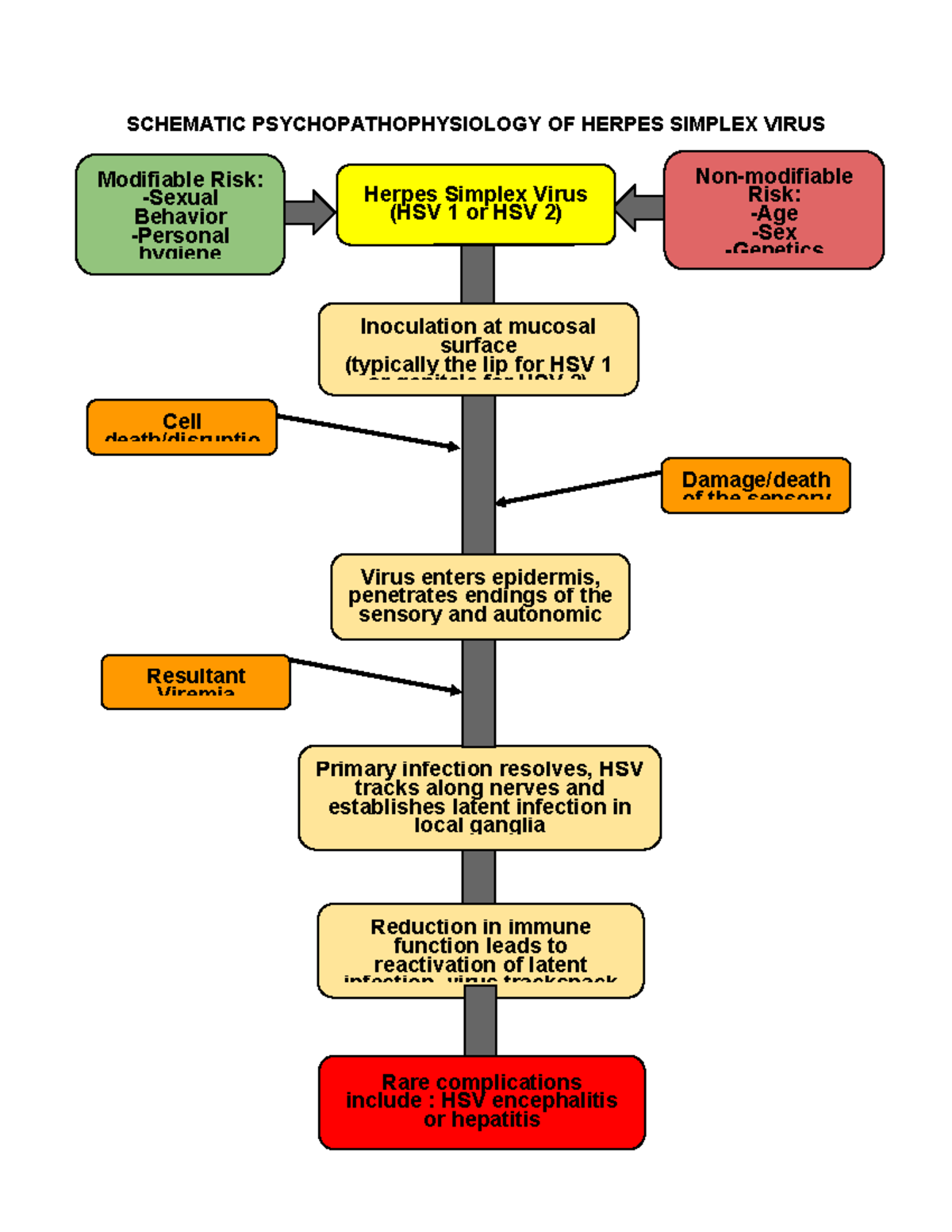 Herpes Simplex Virus(HSV) - SCHEMATIC PSYCHOPATHOPHYSIOLOGY OF HERPES ...