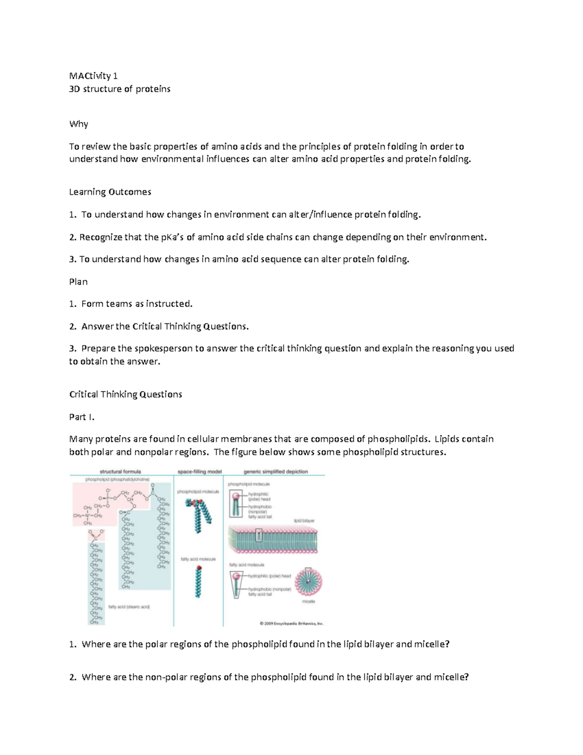MACtivity 1 - practice - MACtivity 1 3D structure of proteins Why To ...