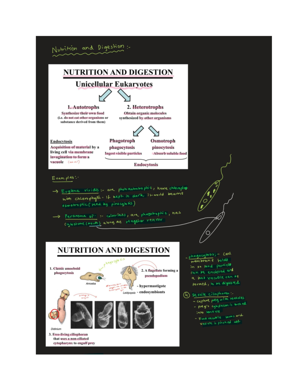 Digestion and Nutrition - BIOLUA21 - Studocu