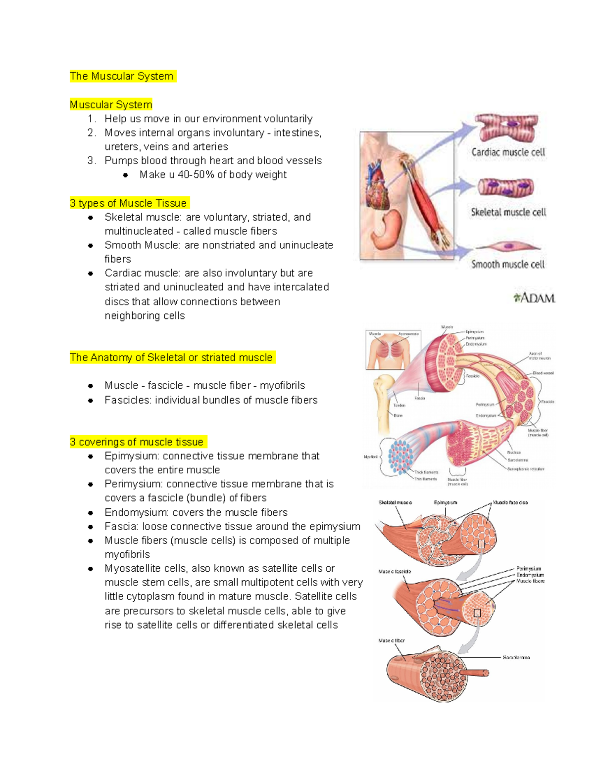Chapter 9 - These notes focus on the muscular system! - The Muscular ...