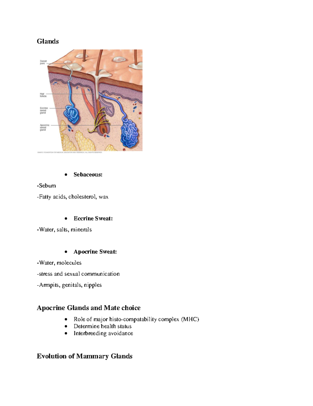BIO1300: SKin Pt.2 - Glands Sebaceous: Sebum -Fatty acids, cholesterol ...