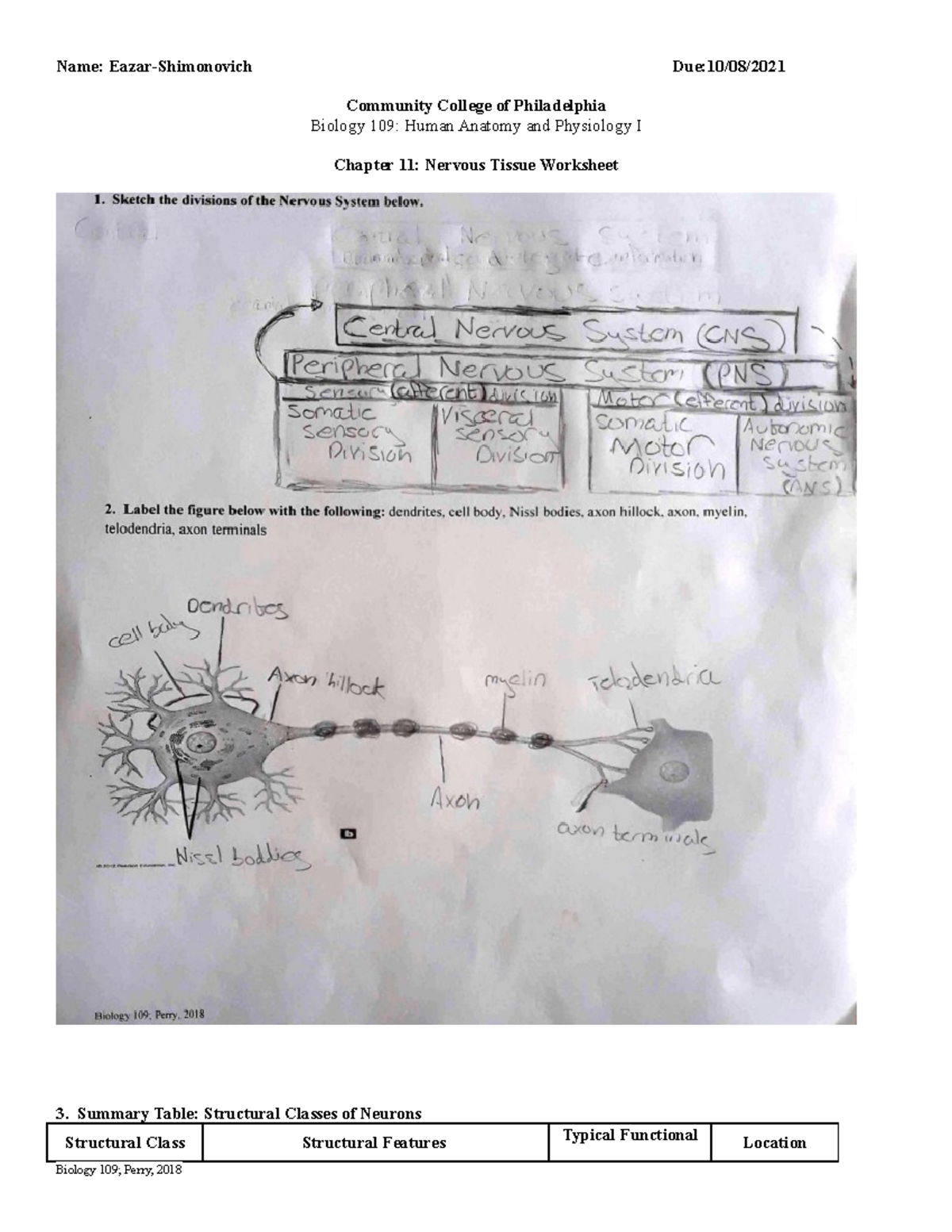 Nervous Tissue Worksheet Amerman (2) (3) - Name: Eazar-Shimonovich Due ...