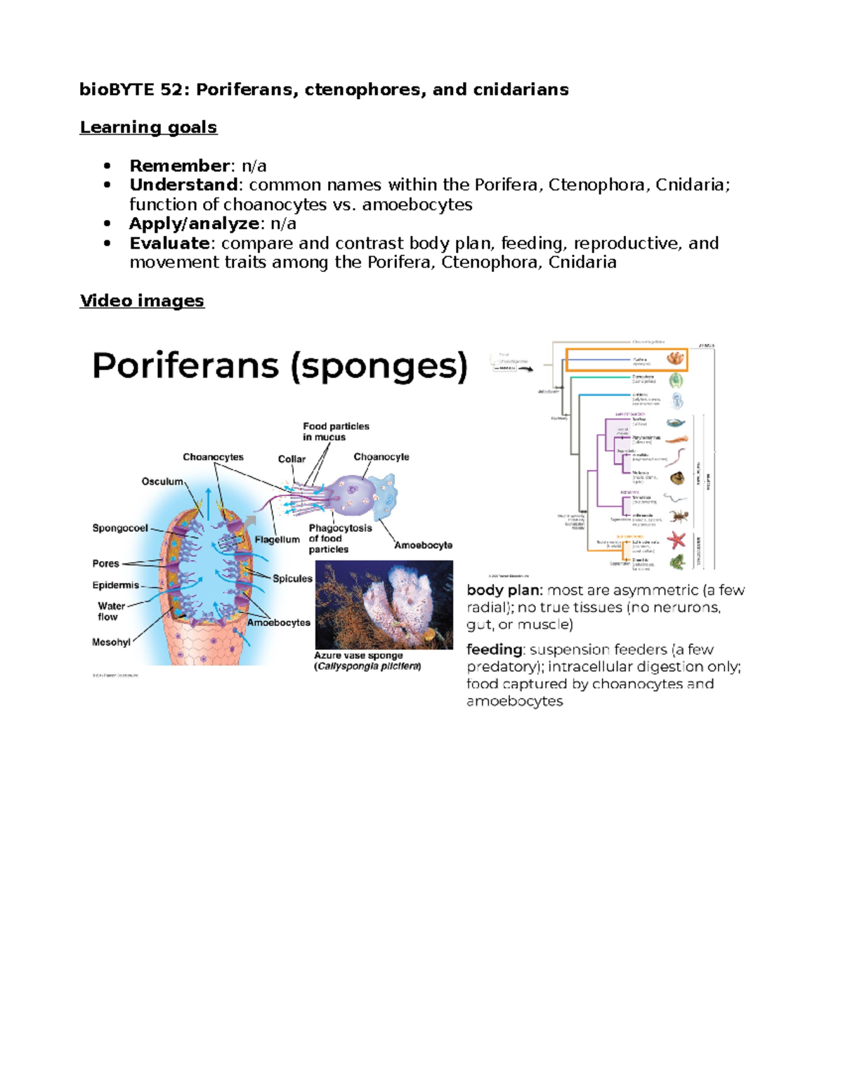 1802.Notes guide.bio BYTE 52 - bioBYTE 52: Poriferans, ctenophores, and ...