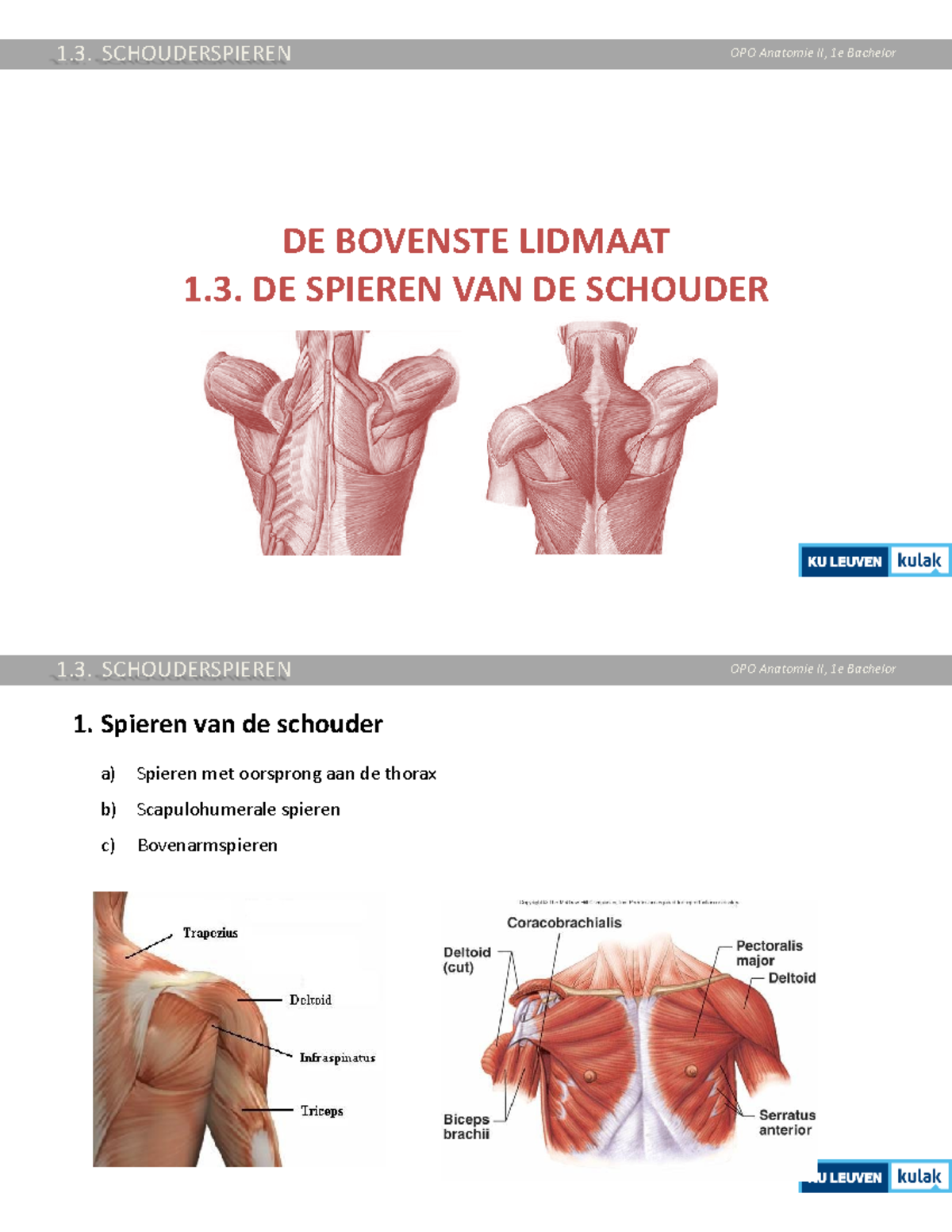 Anatomie 3 - dia over - DE BOVENSTE LIDMAAT 1. DE SPIEREN VAN DE ...