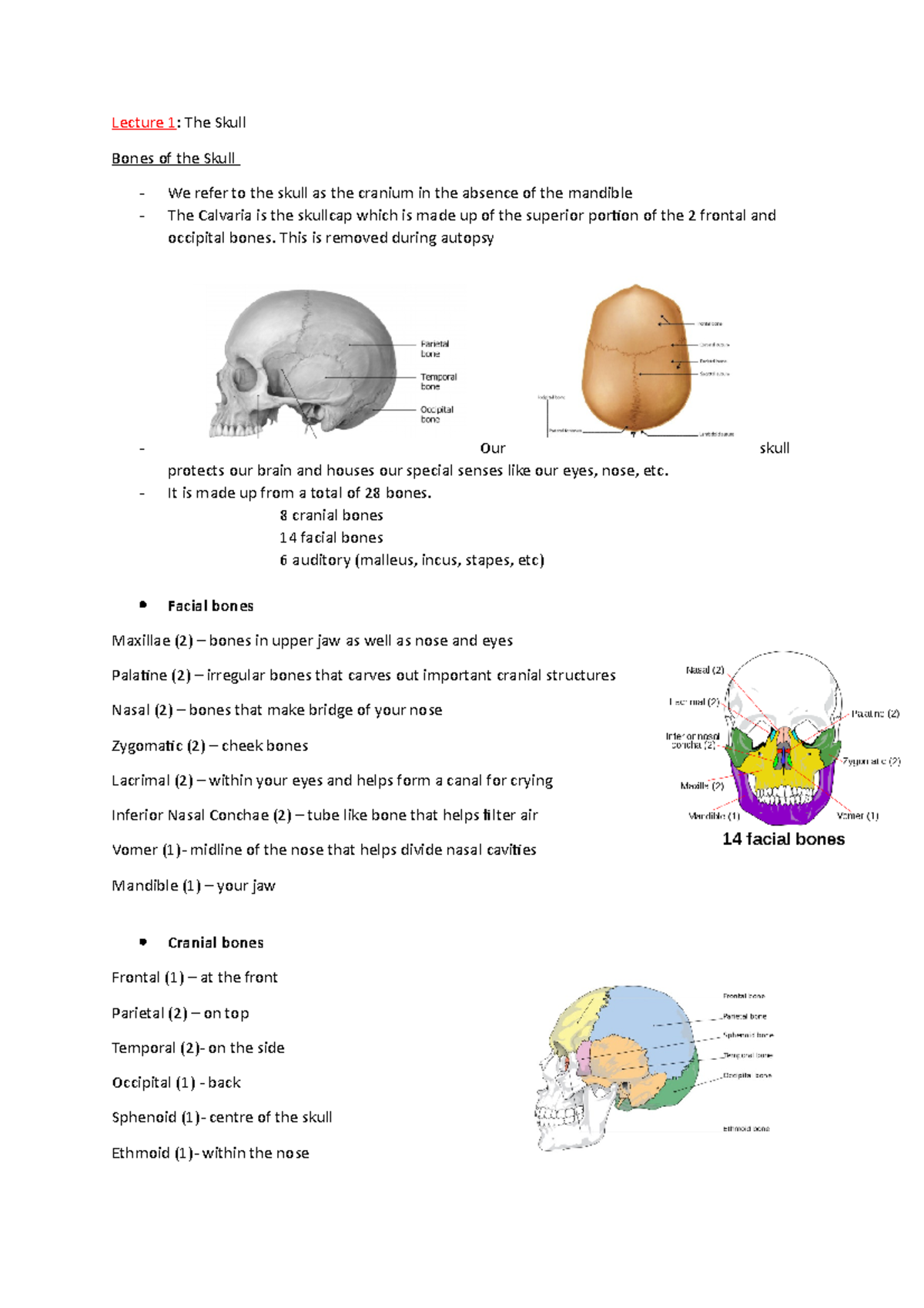 Week 1 notes - Lecture 1: The Skull Bones of the Skull - We refer to ...