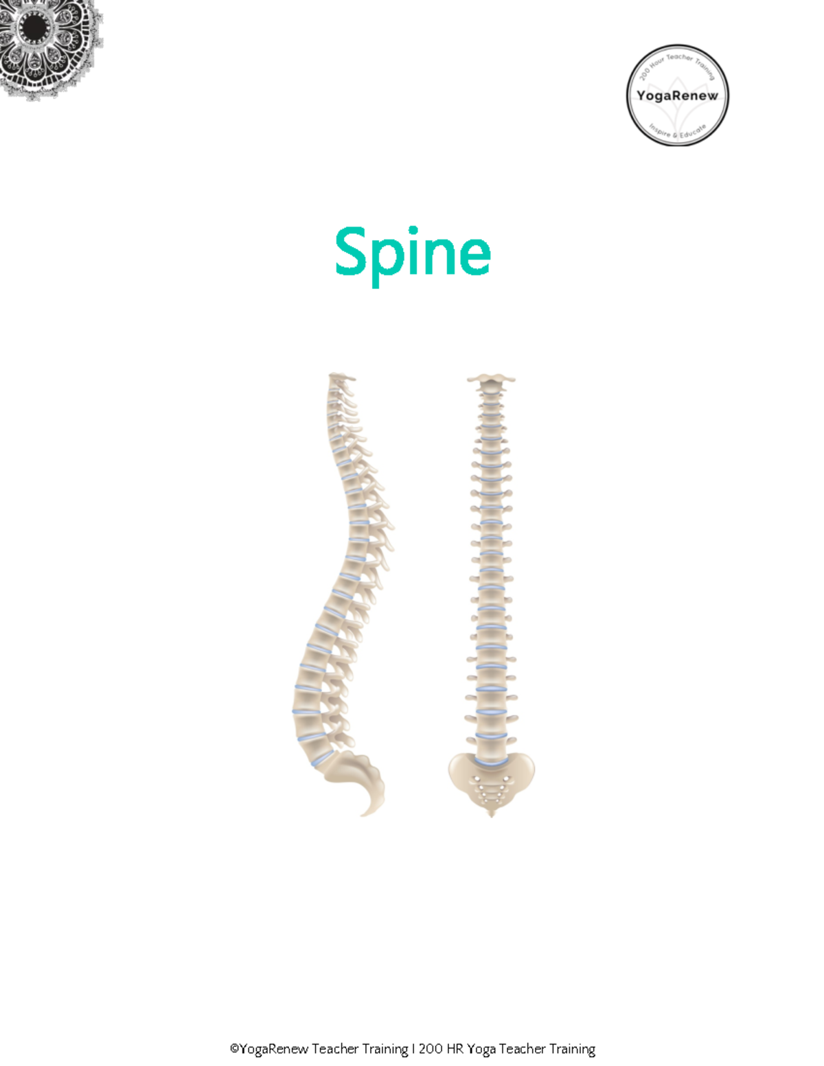 Spine Quick Reference - Spine Overview The spine is our body’s central ...