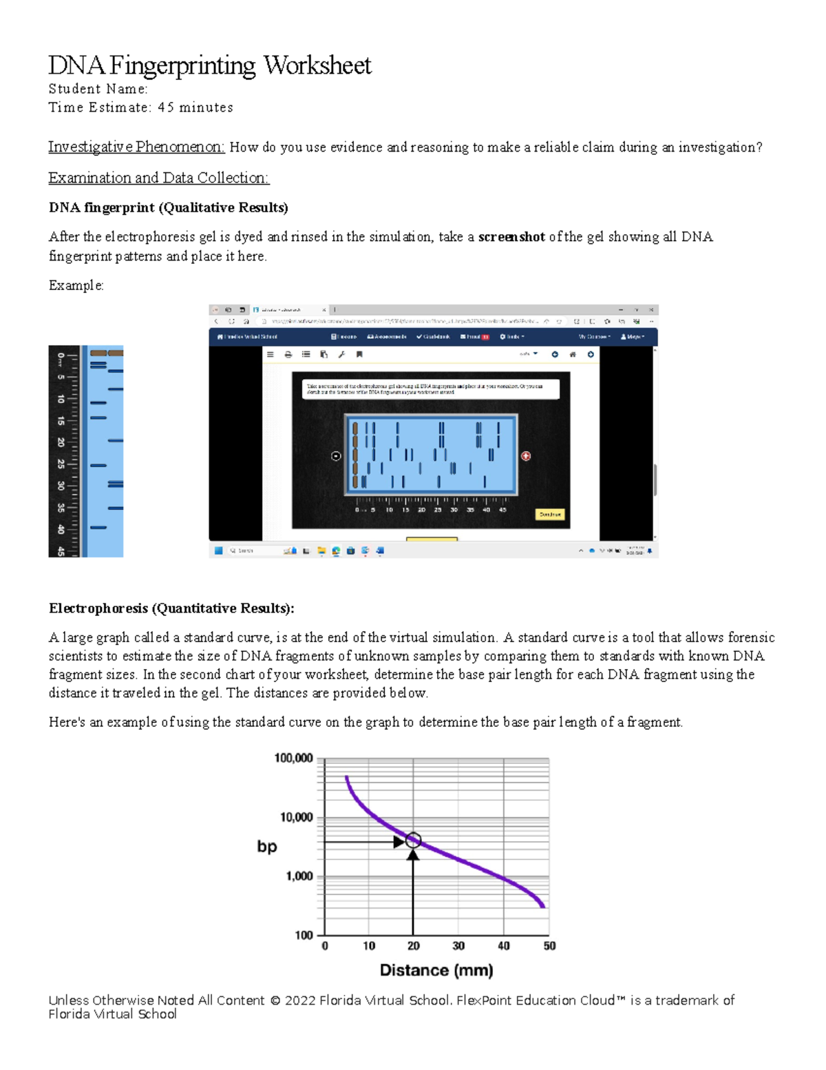 Dna-fingerprinting-worksheet - DNA Fingerprinting Worksheet Student ...