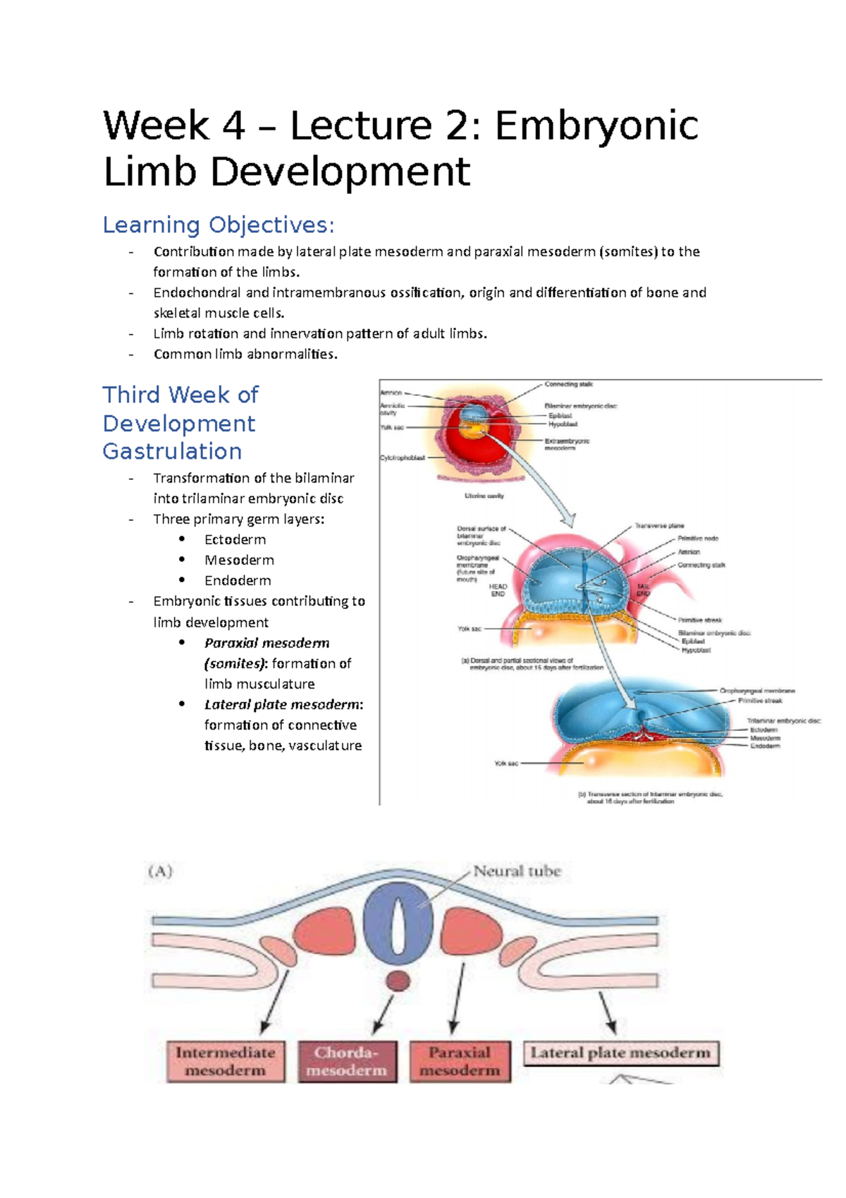 Week 4 lect 2 - musculo notes - Week 4 – Lecture 2: Embryonic Limb ...