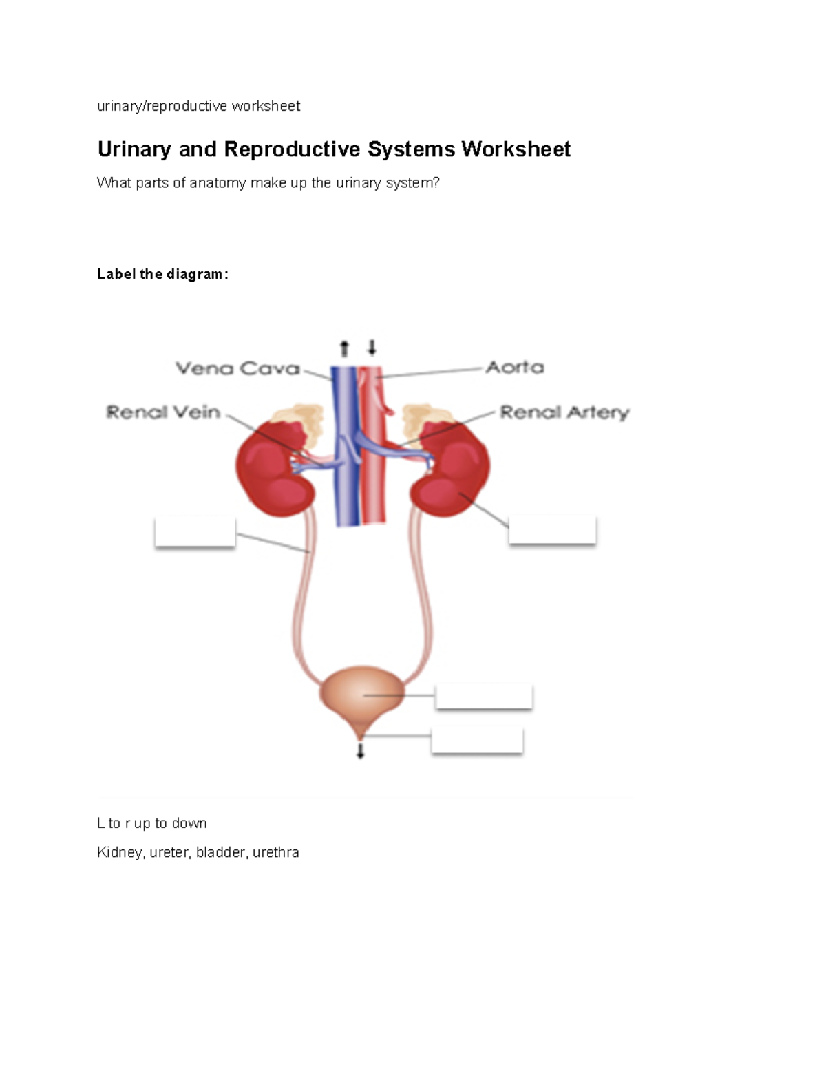 Urinary and Reproductive Systems Worksheet - Studocu