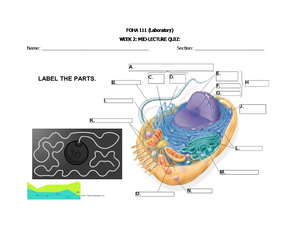 Cells and tissues - cells and tissues ☂... CELLS =... cellular ...