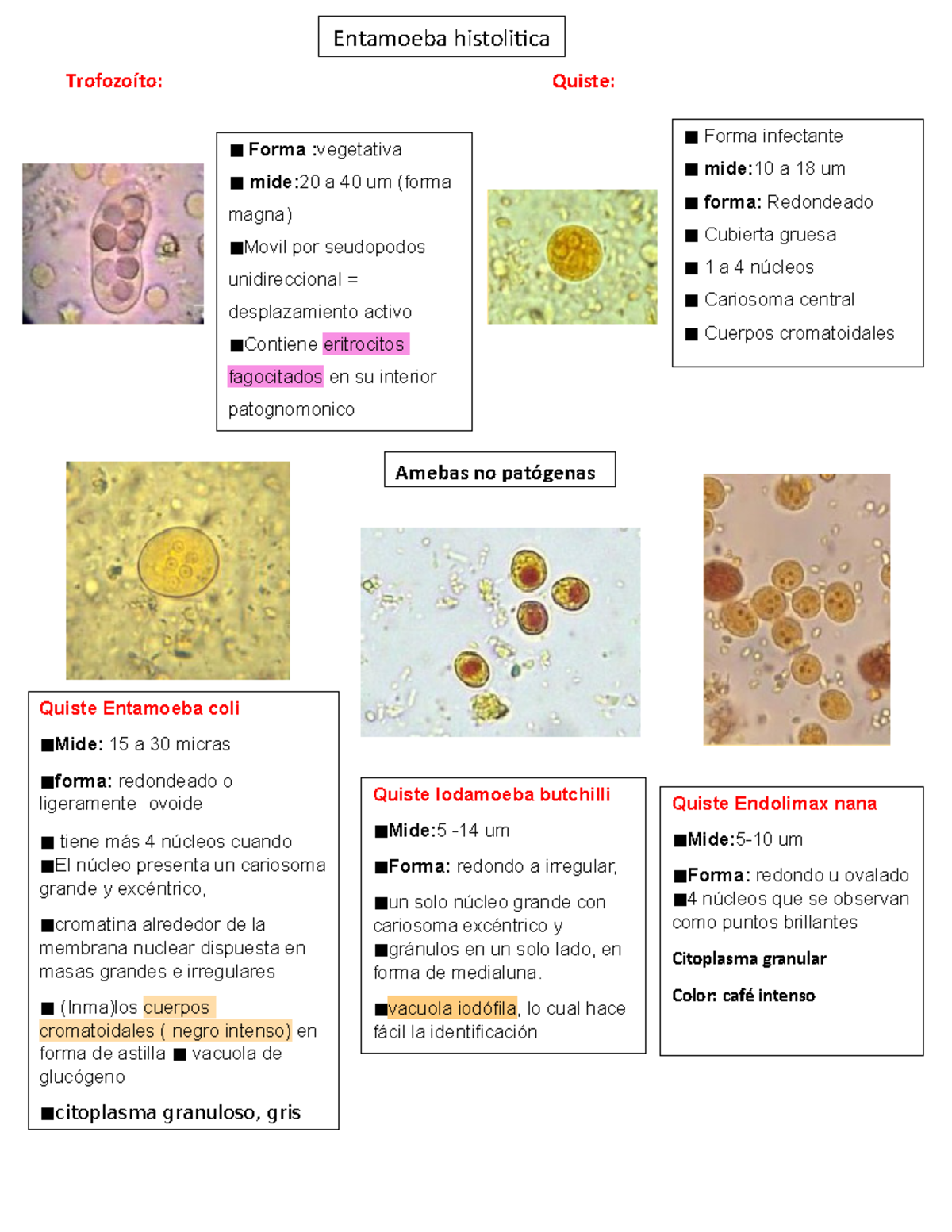 Laminas de la unidad cinco parasito - Trofozoíto: Quiste: Entamoeba ...