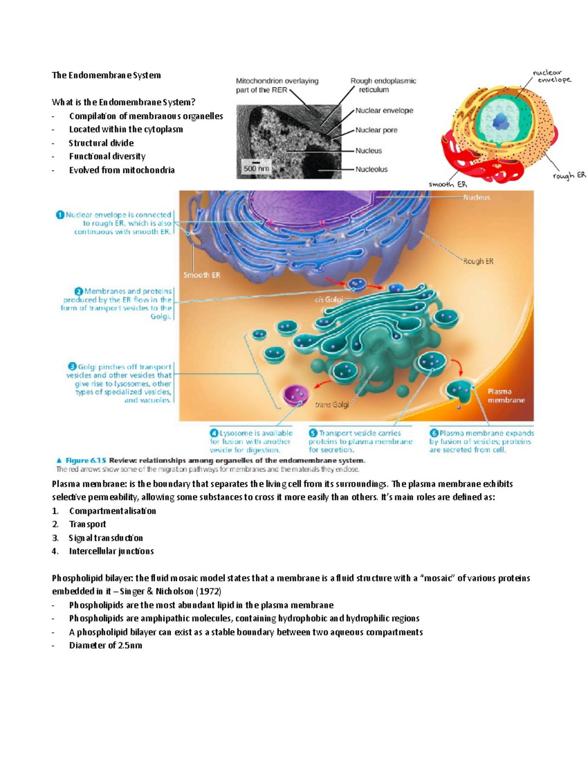 Cytoskeleton and Endoplasmic Membranes - The Endomembrane System What ...