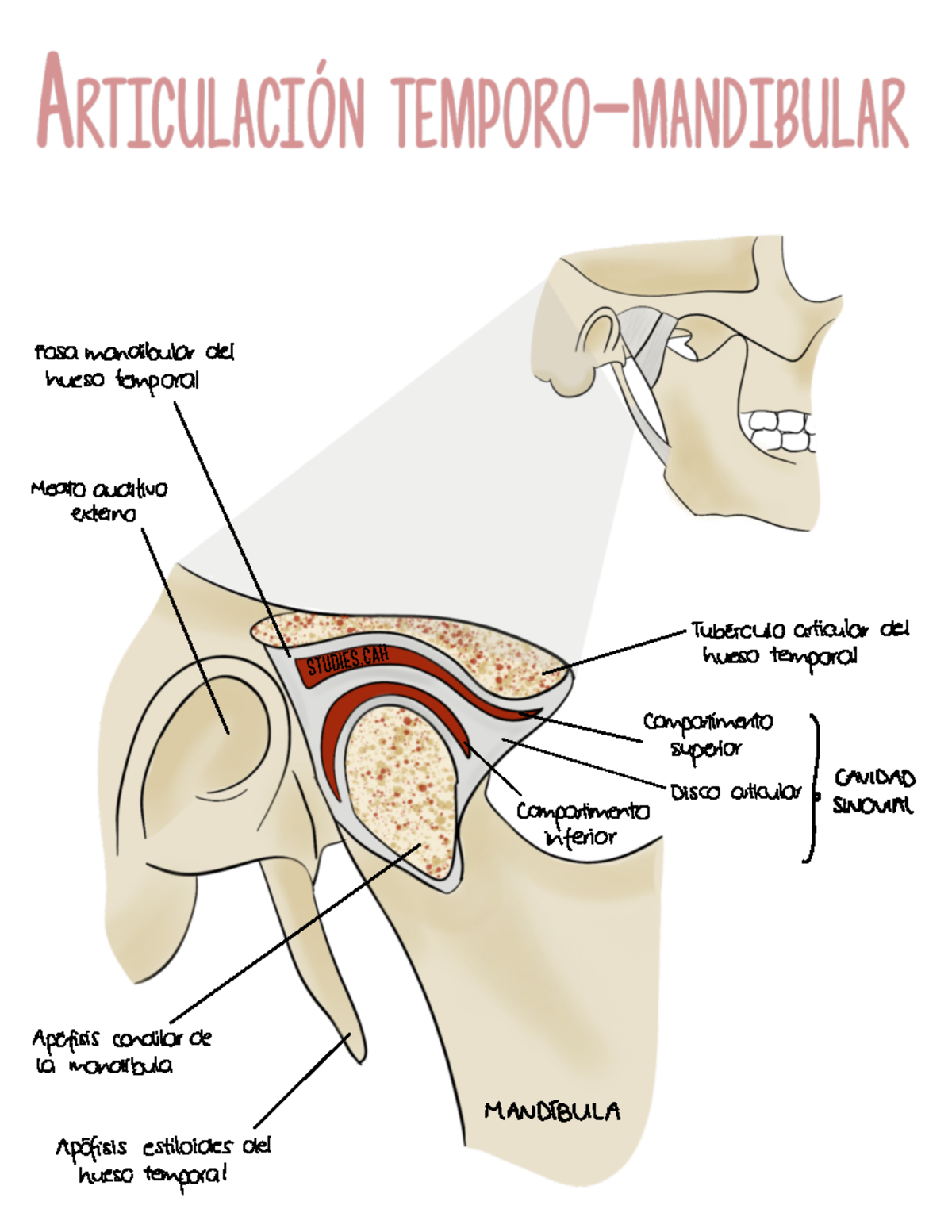 ATM - Anatomía Humana - Fosa mandibular del hueso temporal Meato ...
