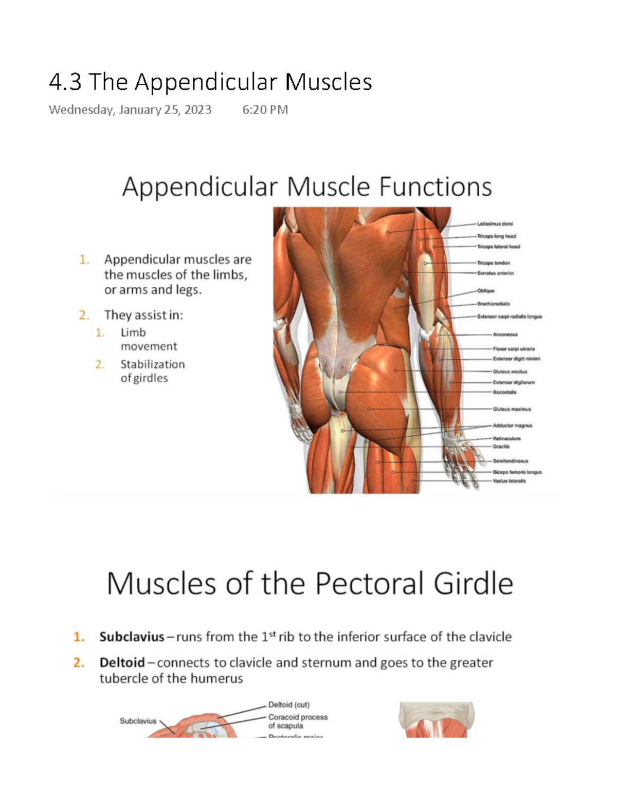 4.3 The Appendicular Muscles - 4 The Appendicular Muscles Wednesday, January 25, 2023 6:20 PM ...