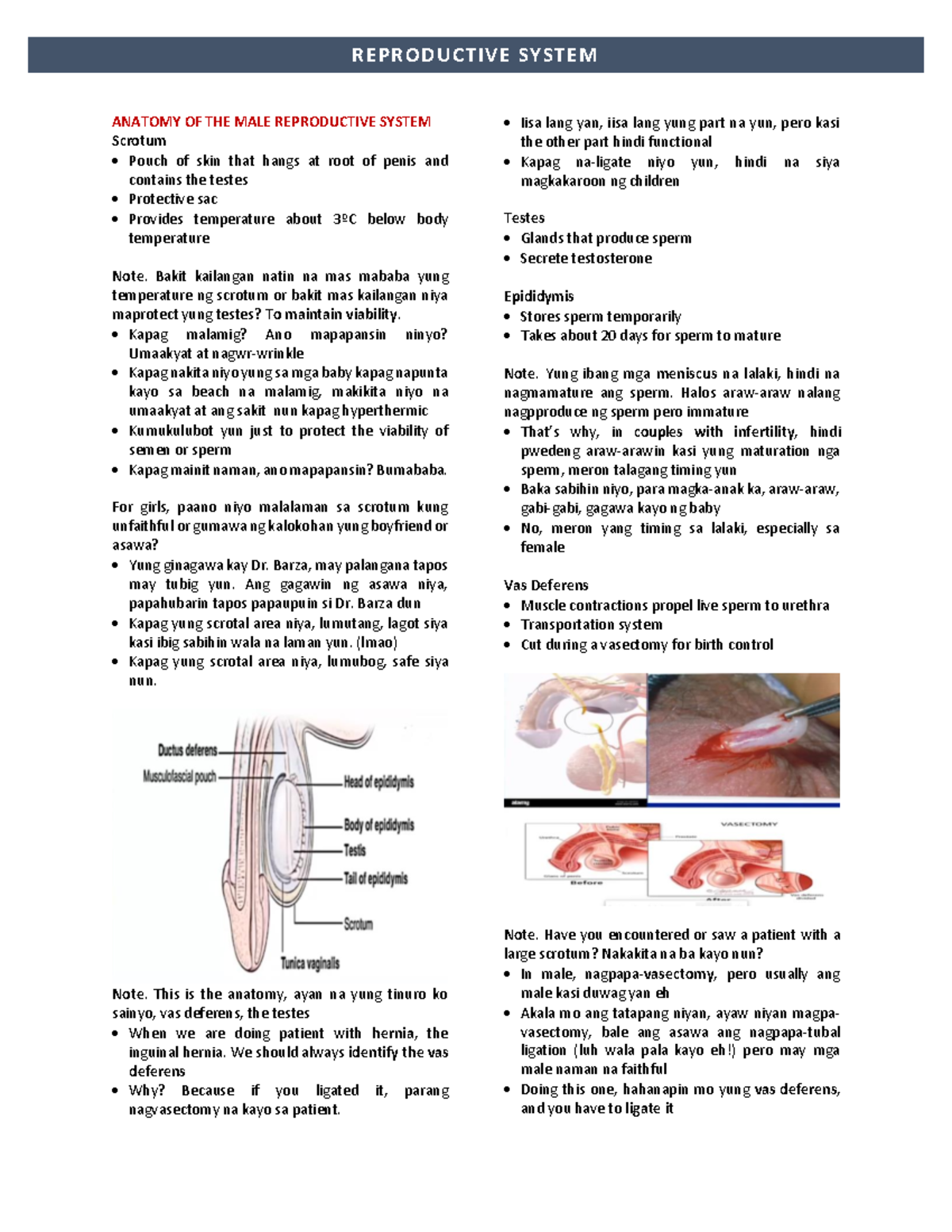 Clinical Anatomy of Male Reproductive System - ANATOMY OF THE MALE ...