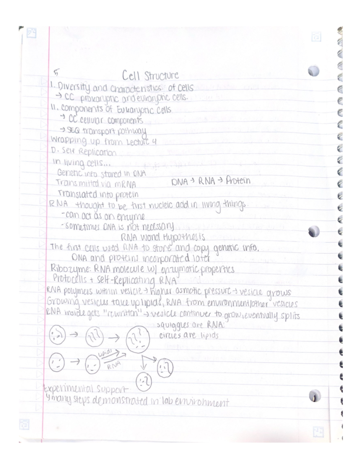 Cell Structure - Stern Cardinale - 01:119:115 - Studocu