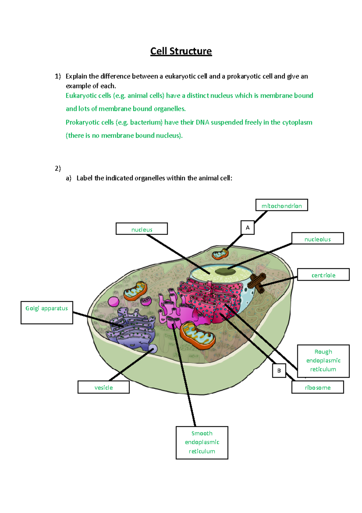 Cells Tutorial answers - Cell Structure 1) Explain the difference ...