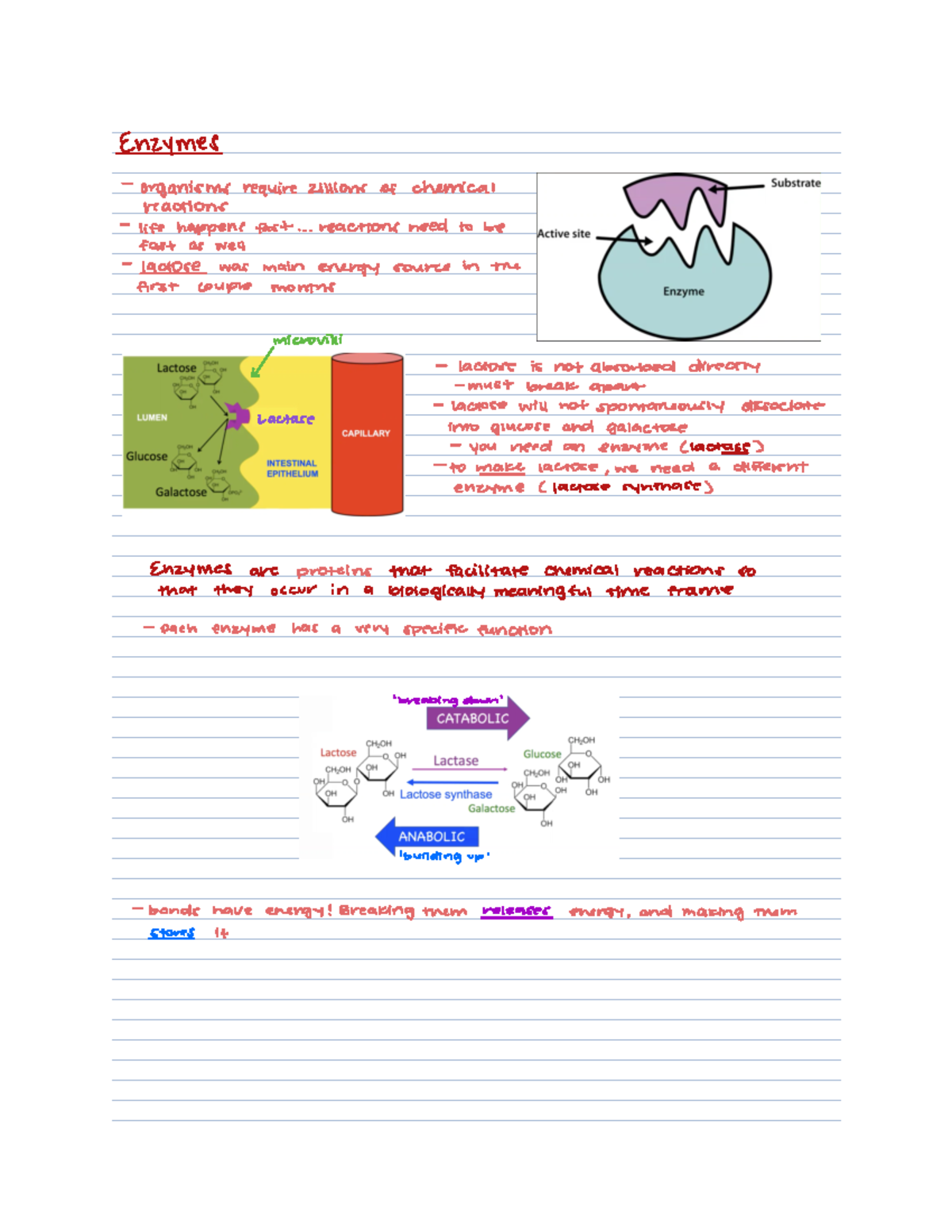 Lecture 3 Enzyme Function - BIOL 100 - Studocu