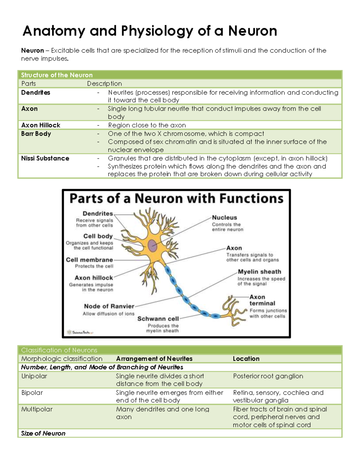 Anatomy and Physiology of a Neuron - Structure of the Neuron Parts ...