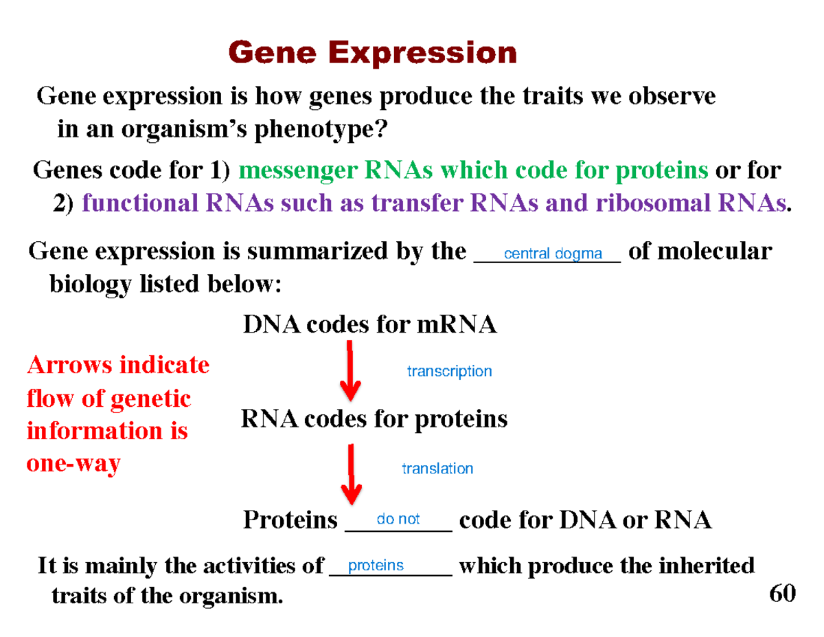 Lecture 6 - notes - Gene Expression Genes code for 1) messenger RNAs ...