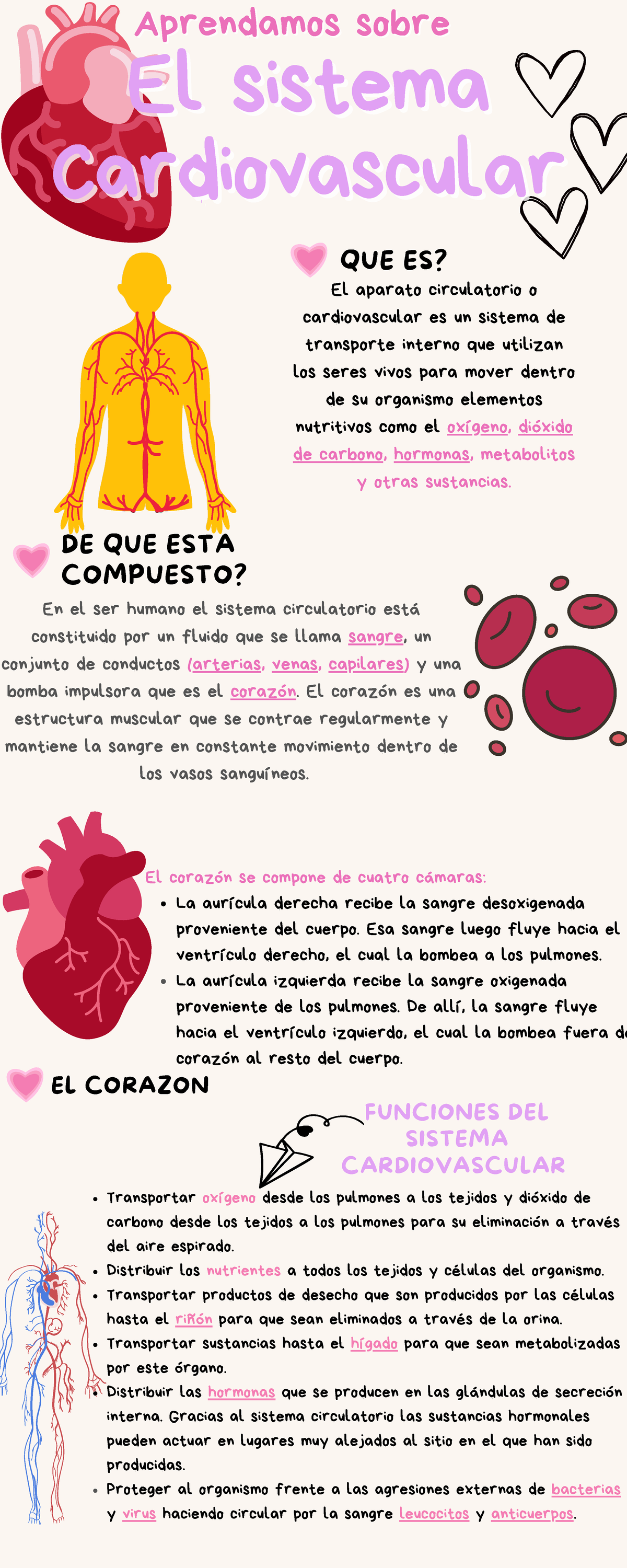 Infografia jeanny lobo sistema cardiovascular - EL CORAZON QUE ES? El ...