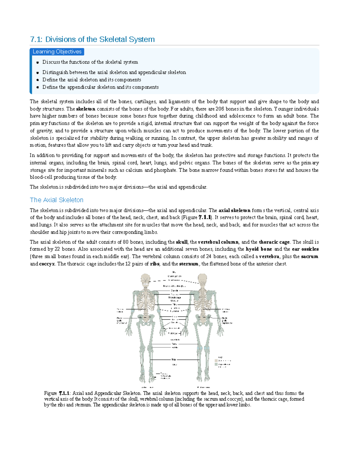 7 1 Divisions Of The Skeletal System 7 Divisions Of The Skeletal