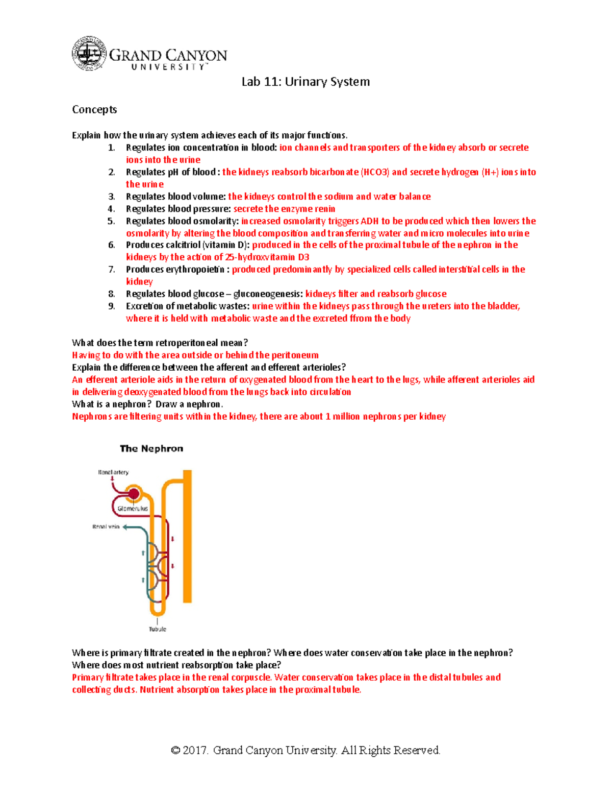 BIO 211L RS Lab Week 11 Urinary System - Lab 11: Urinary System Concepts Explain how the urinary ...