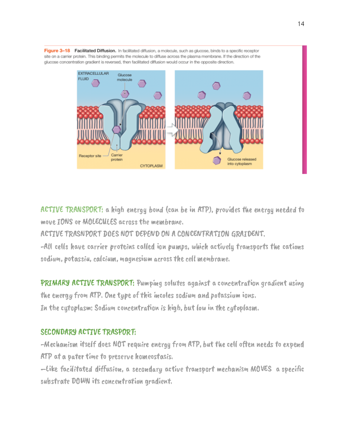 Active Transport - 14 AC󰈜󰈾󰈍󰉈 T󰈤A󰈯S󰈪󰈮󰈣T: a hi󰈇󰈋 en󰈩󰈸󰈈y bo󰈝󰇶 (ca󰈝 be in ...