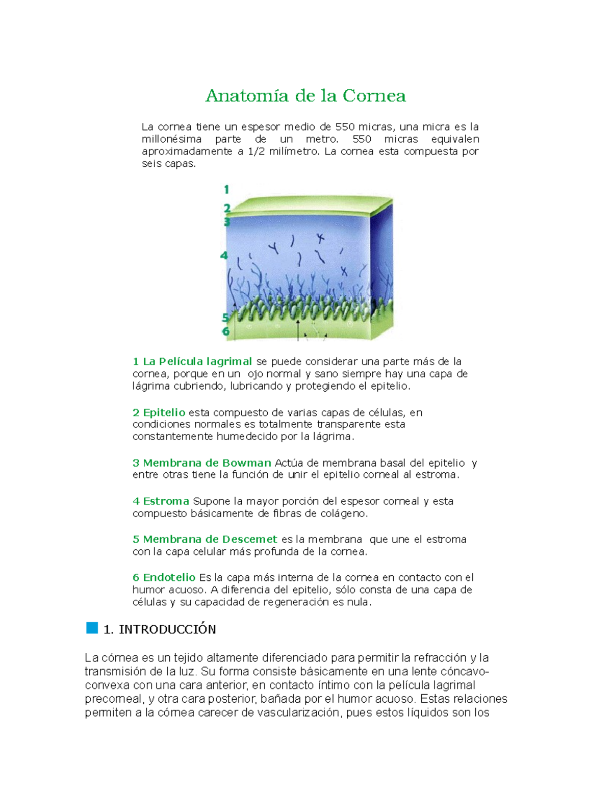 Anatomía de la Cornea - Resumen Anatomia - Anatomía de la Cornea La ...