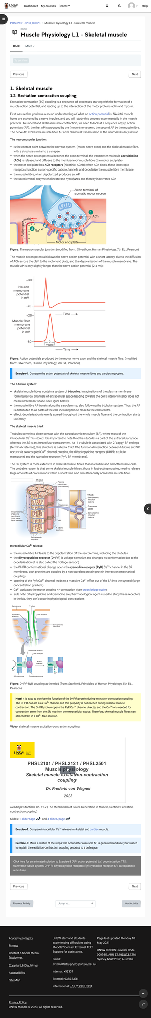 Muscle Physiology L1 - Skeletal muscle Fibre types - PHSL2101-5233 ...