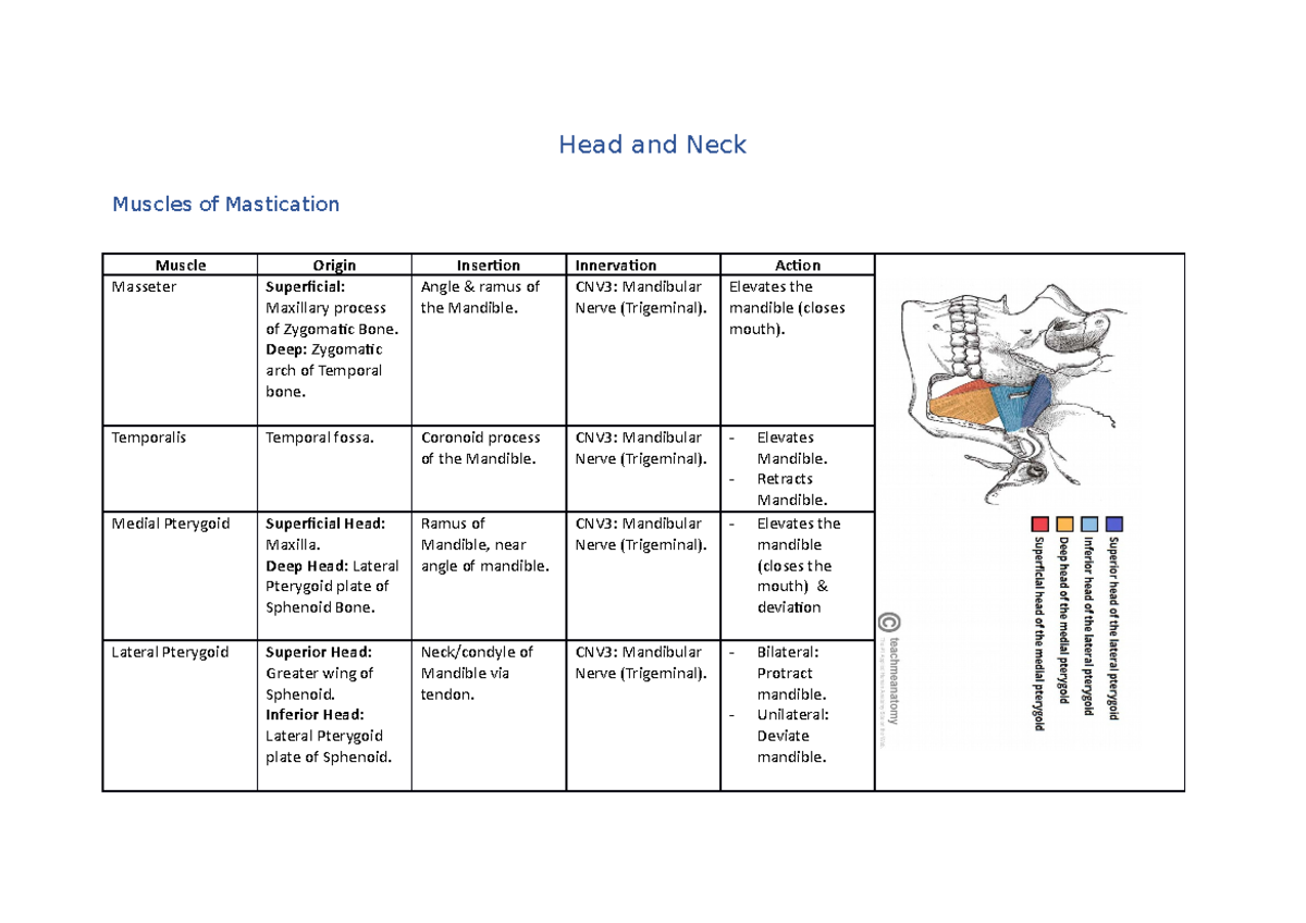 UL Muscles - BM Anatomy - Lecturer: Alex Trollope - Head and Neck ...