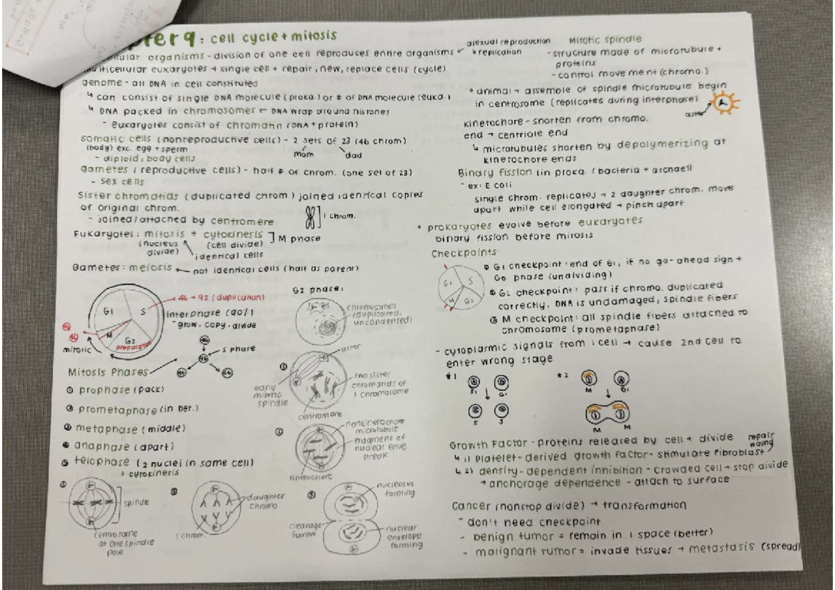 Chapter 9: Cell Cycle and Mitosis Review - BIO 131 - Studocu