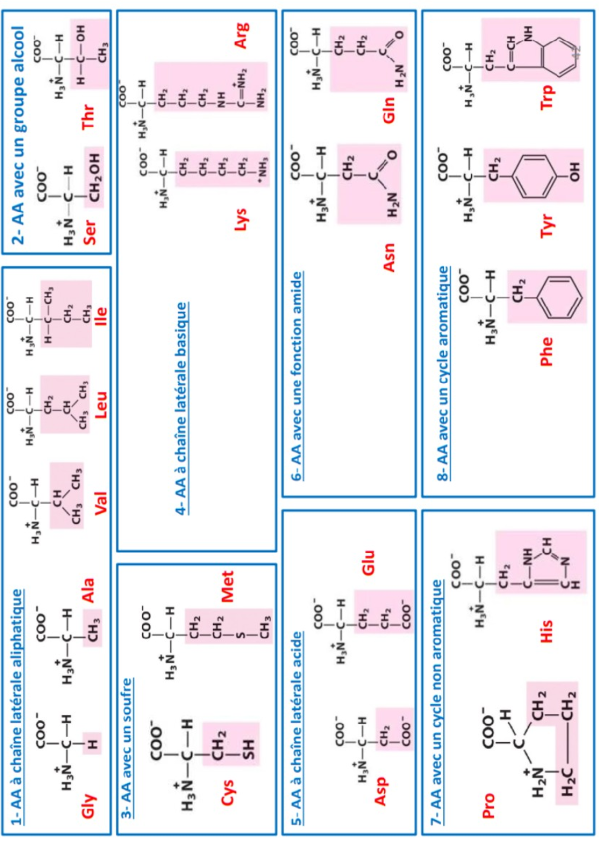 AA acides aminés et infos à connaître pour le CT - COO COO coo AA à ...
