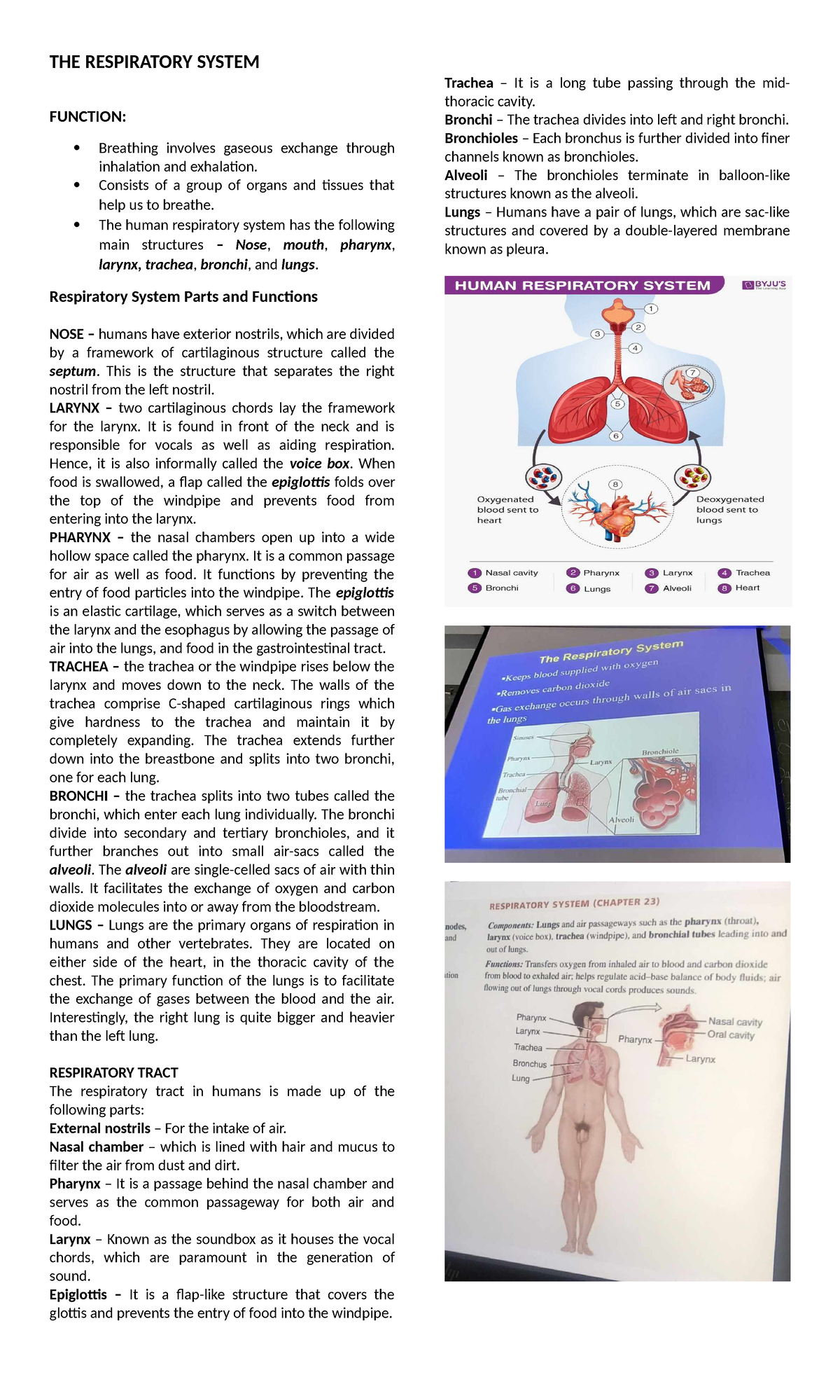 THE Respiratory System Parts AND Functions - THE RESPIRATORY SYSTEM ...